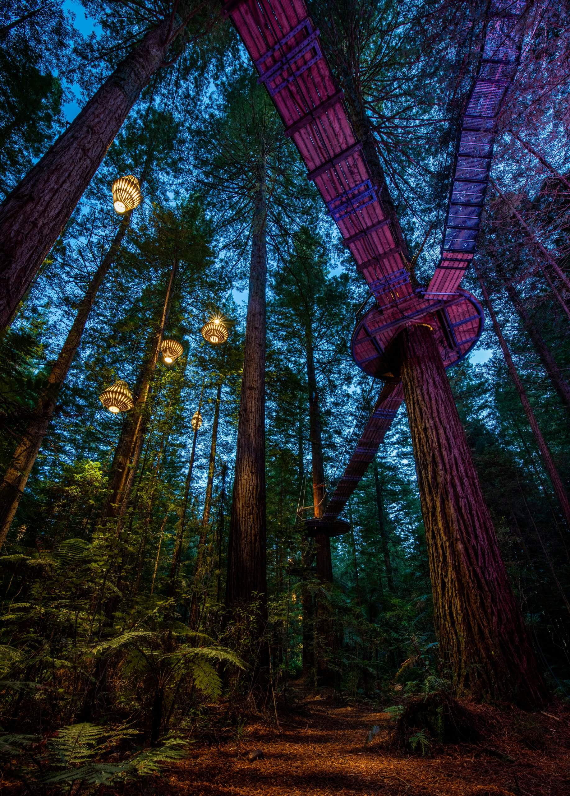 A Complete Guide to the Redwoods Tree Walk in Rotorua, NZ