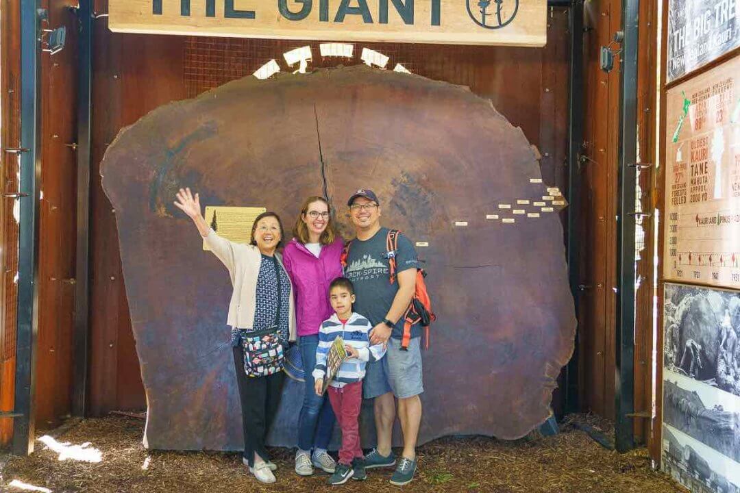 A Complete Guide to the Redwoods Tree Walk in Rotorua, NZ