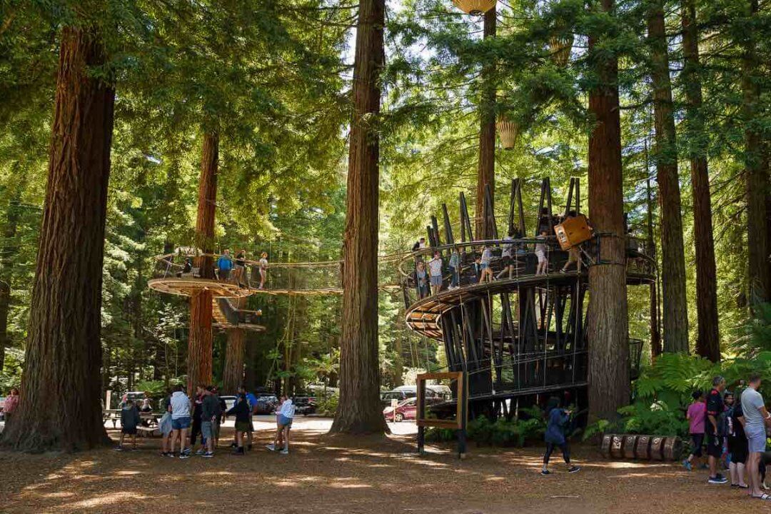 A Complete Guide to the Redwoods Tree Walk in Rotorua, NZ