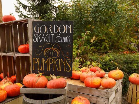 Unique Pumpkin Patch in Washington State: Gordon Skagit Farms