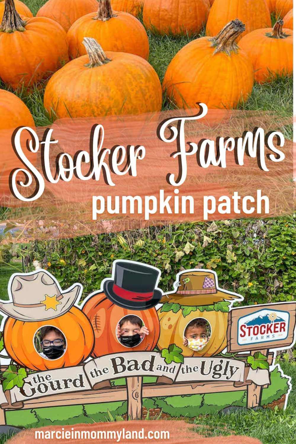 Kids will LOVE Stocker Farms Pumpkin Patch in Snohomish, WA - (2023)