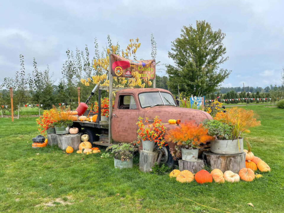 Kids will LOVE Stocker Farms Pumpkin Patch in Snohomish, WA - (2023)