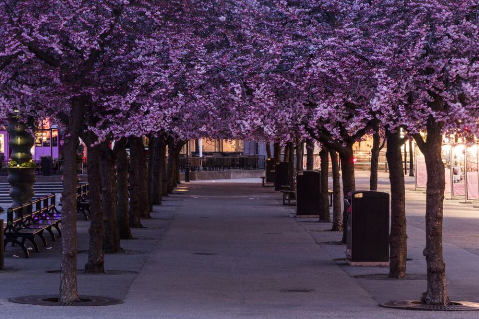Europe in Spring: 9 Best Cities Worth Visiting in 2024
